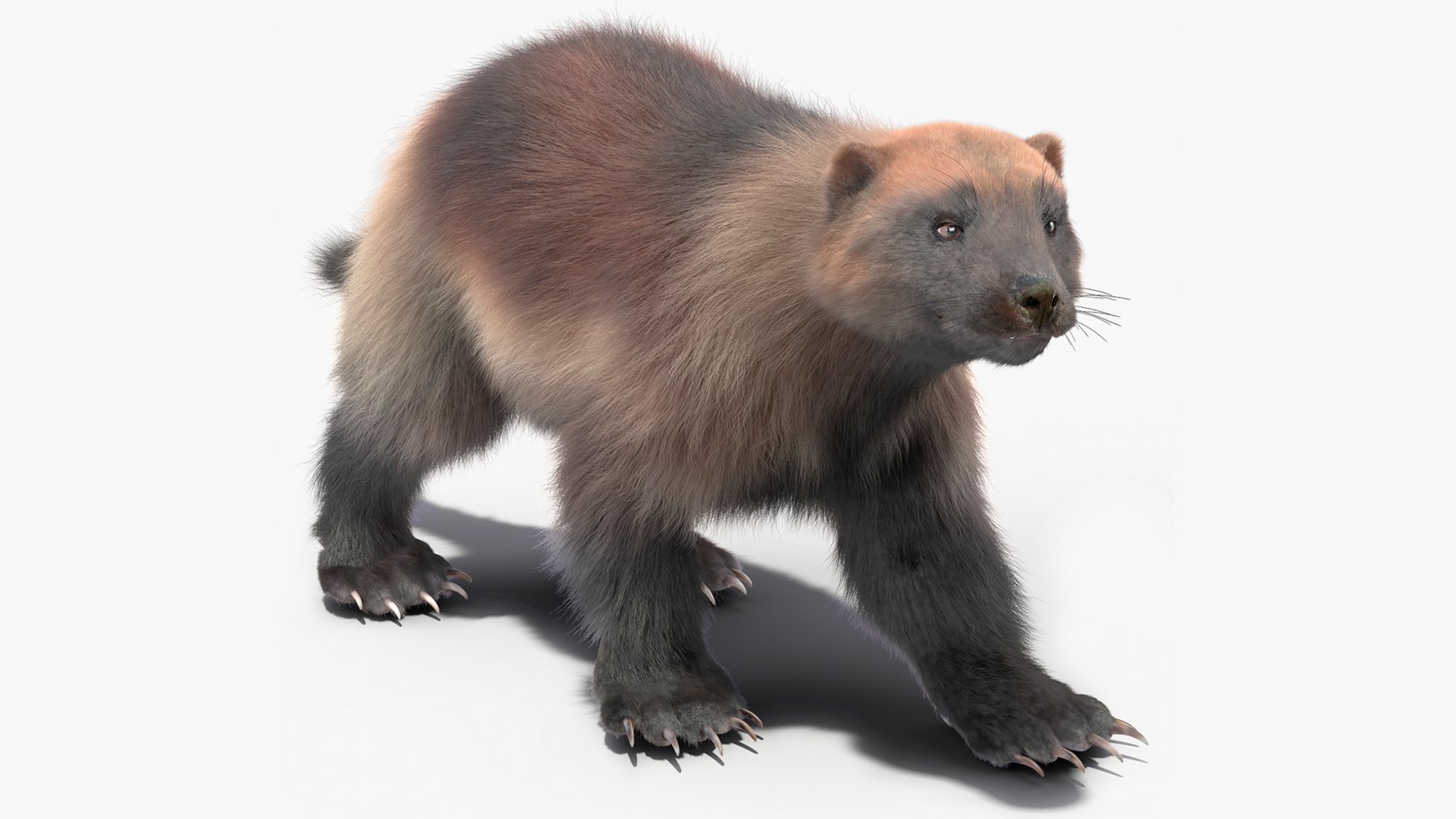 carnivore wolverine animal coloring pages