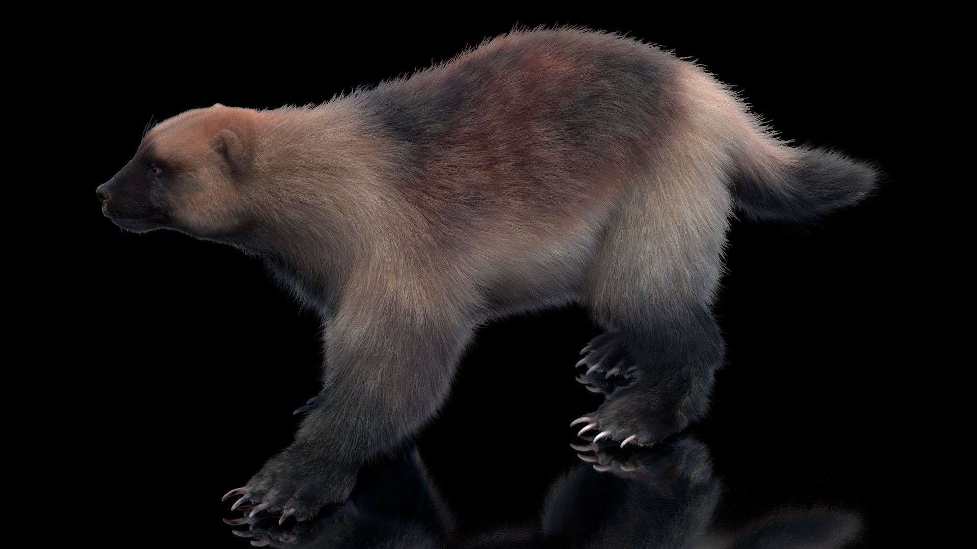 3D model Wolverine Light Color Walking Pose Fur - TurboSquid 2157759