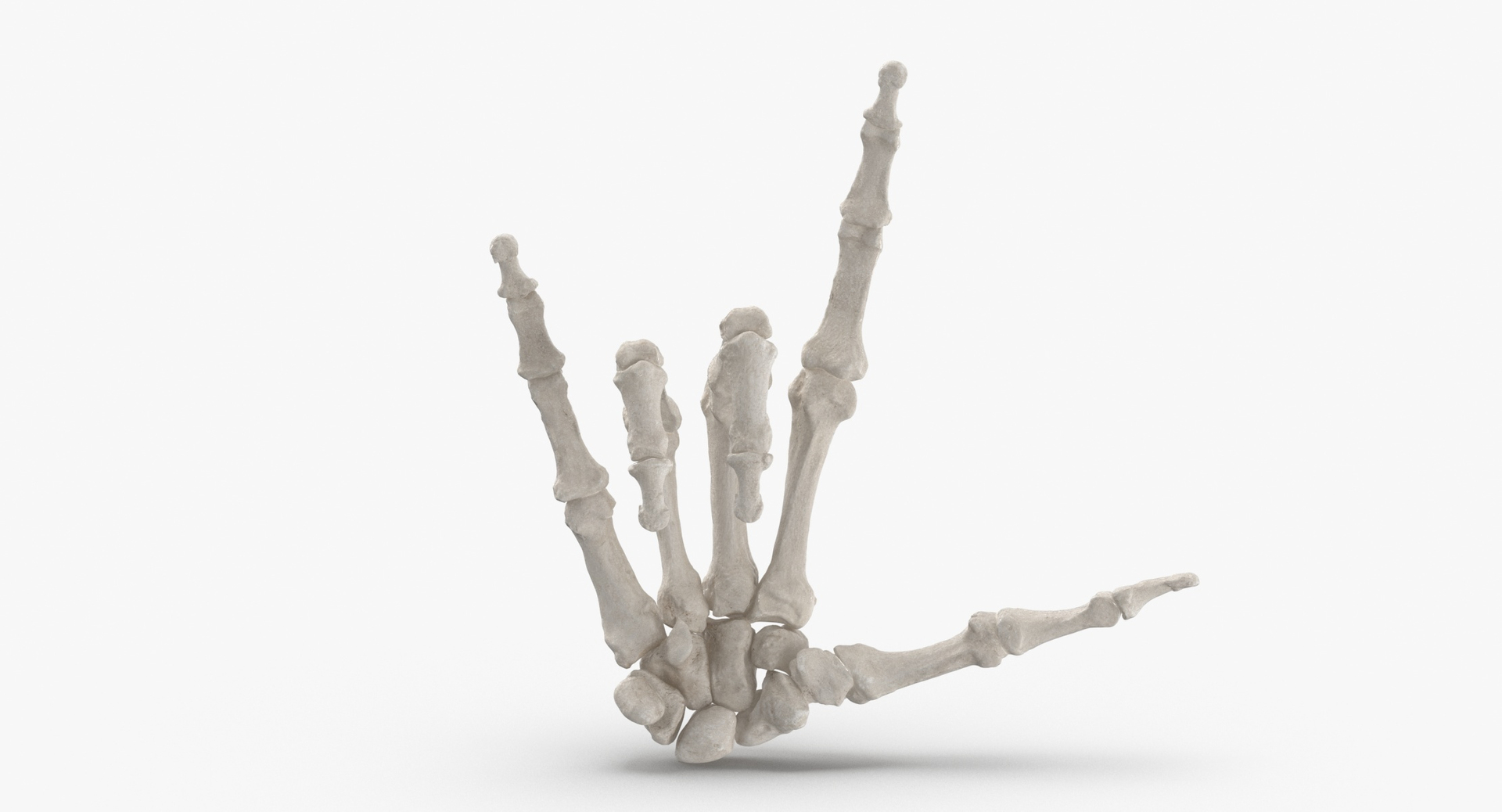 3D Model Human Hand Bones White - TurboSquid 1608874