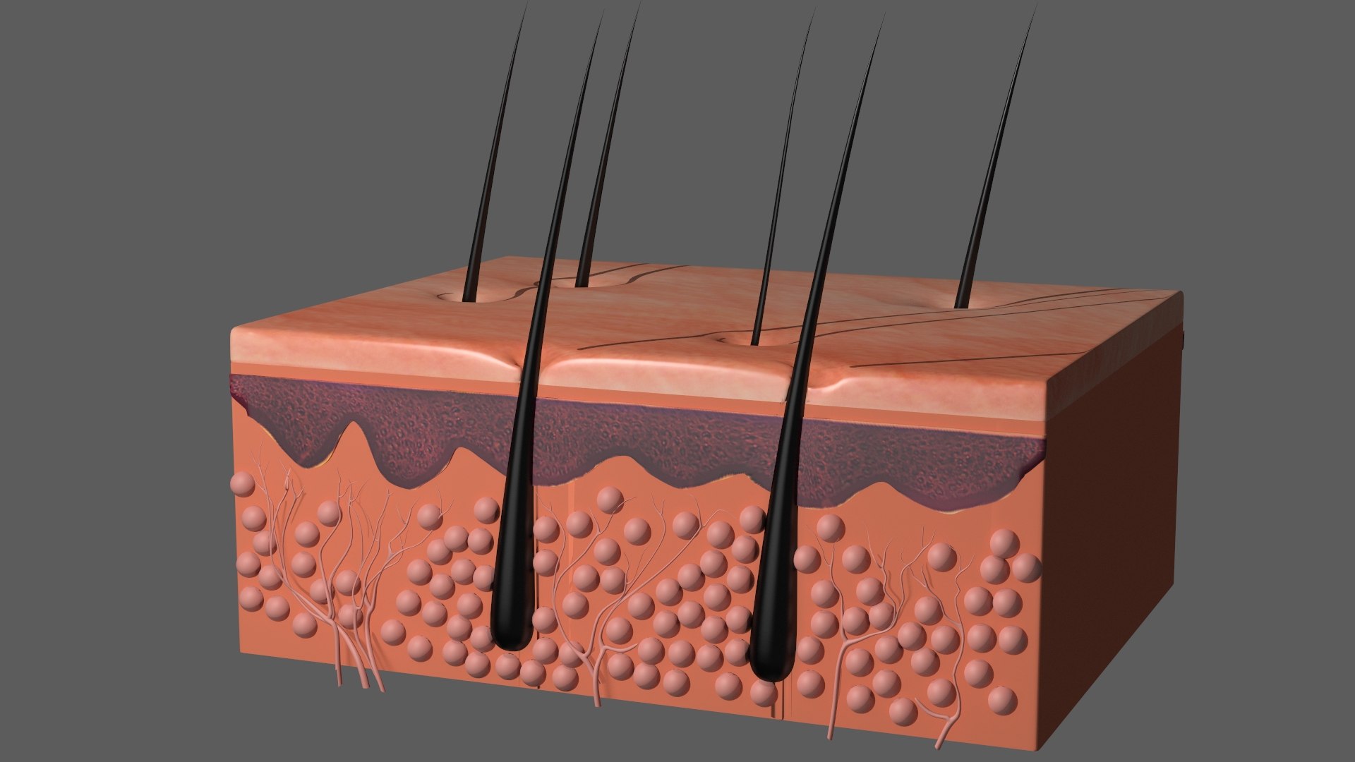 3D Skin Anatomy 3 - TurboSquid 2439028