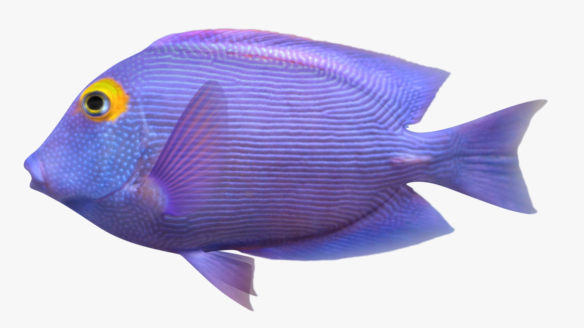 Kole Tang Animation Bones 3D Model - TurboSquid 1510269