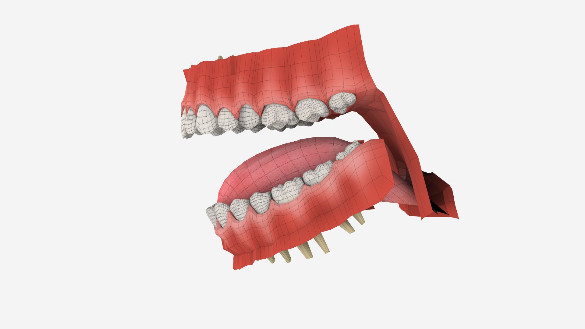 Mouth teeth set adult model - TurboSquid 1619000