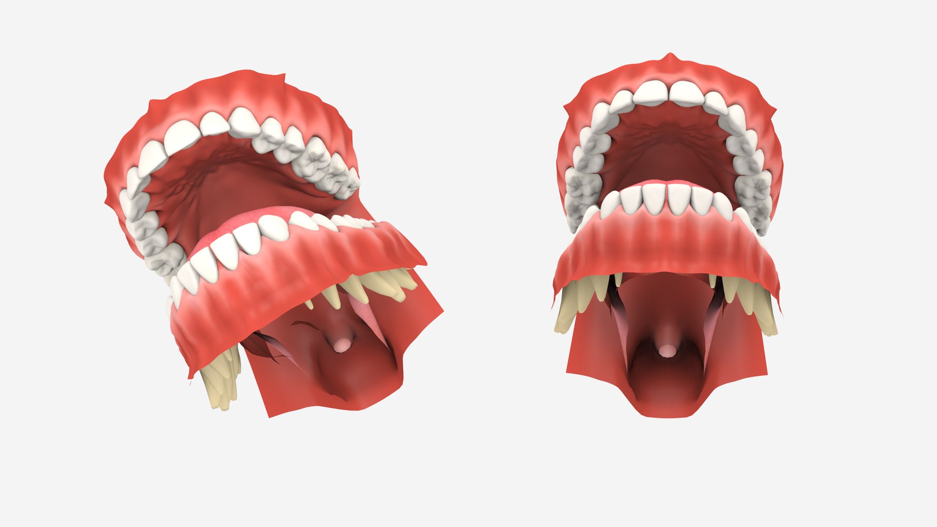 Mouth teeth set adult model - TurboSquid 1619000