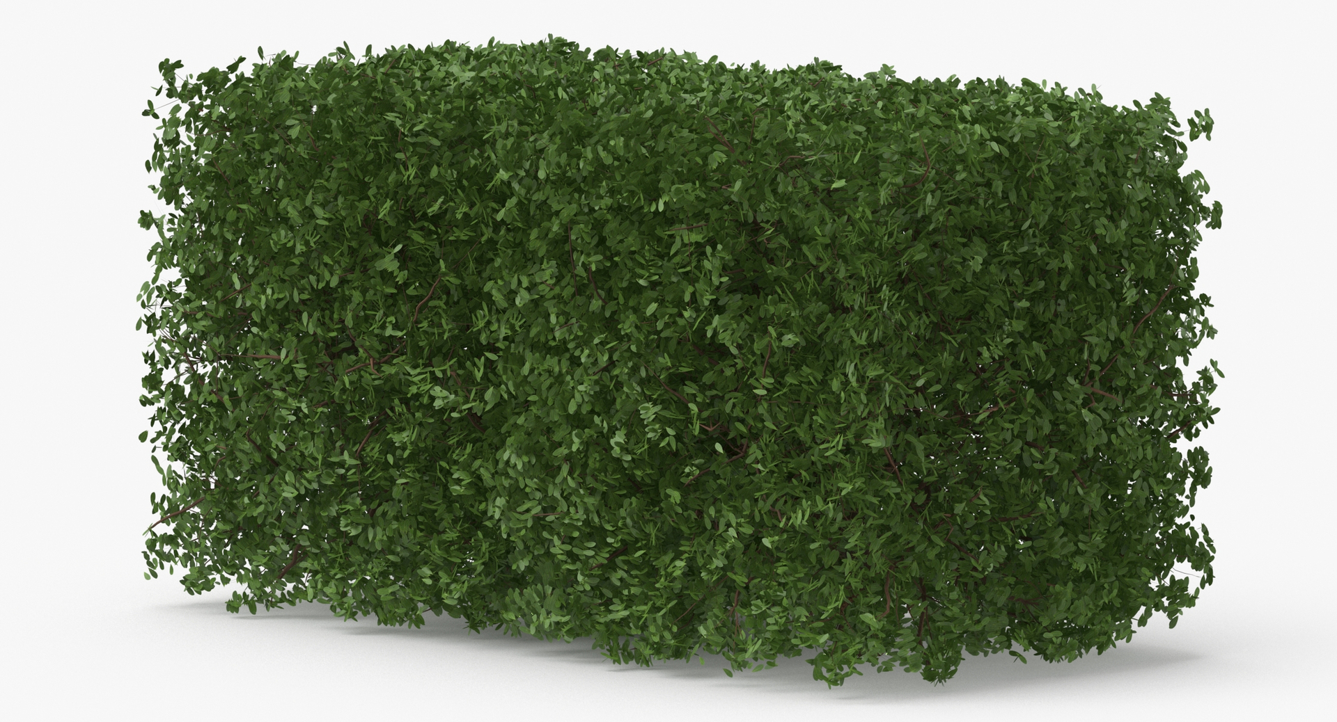 Boxwood Bush Long Model - TurboSquid 1871766