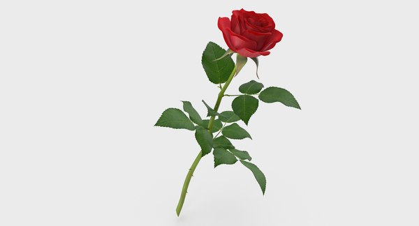 rose 5 3d model