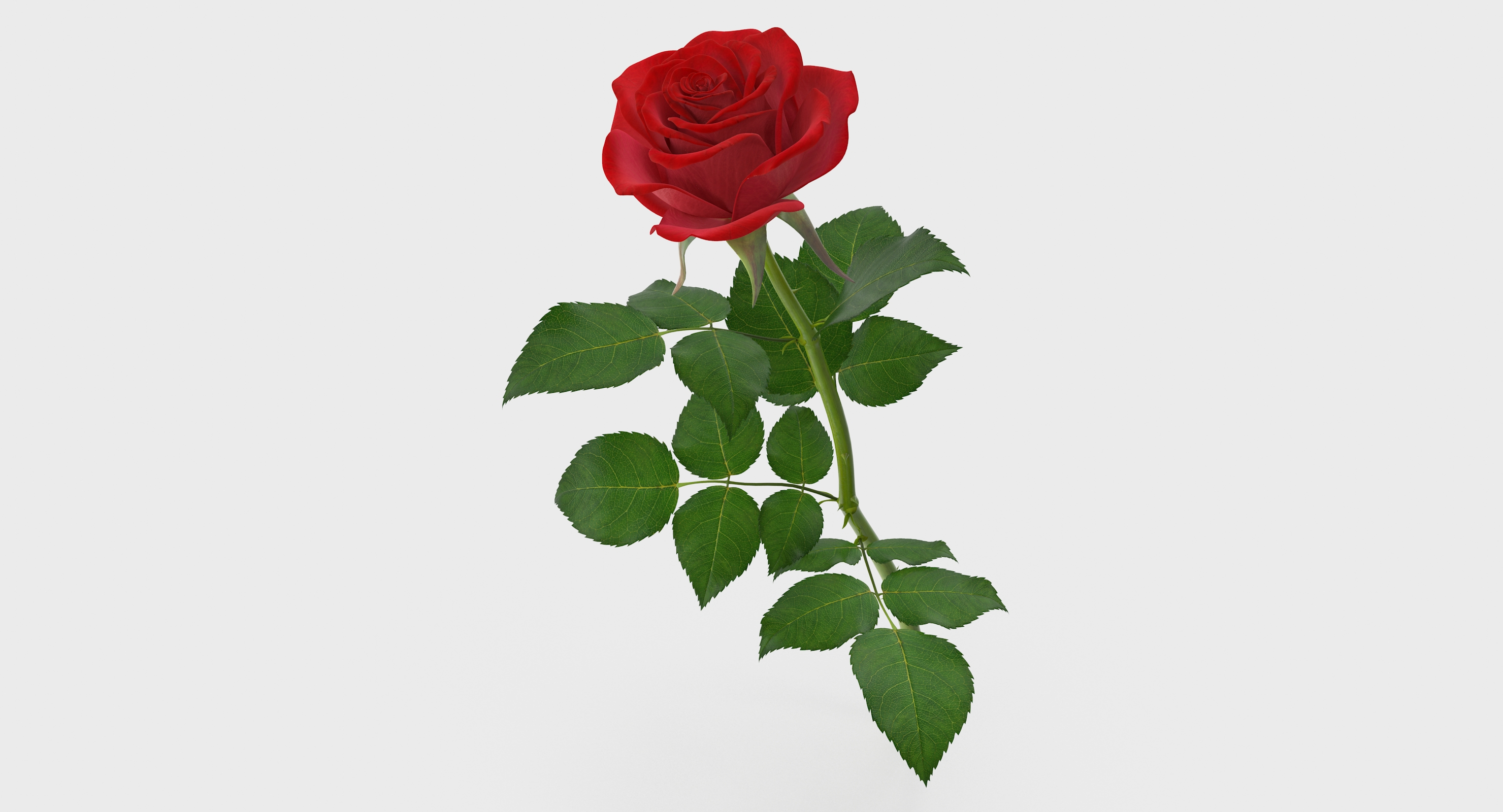 rose 5 3d model