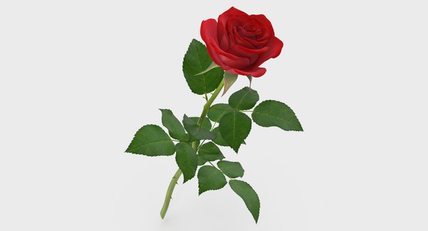 rose 5 3d model