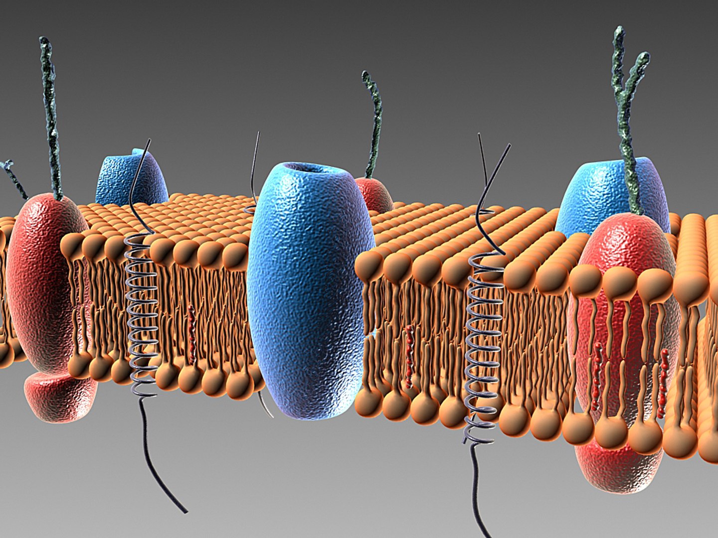 3d Model Cell Membrane