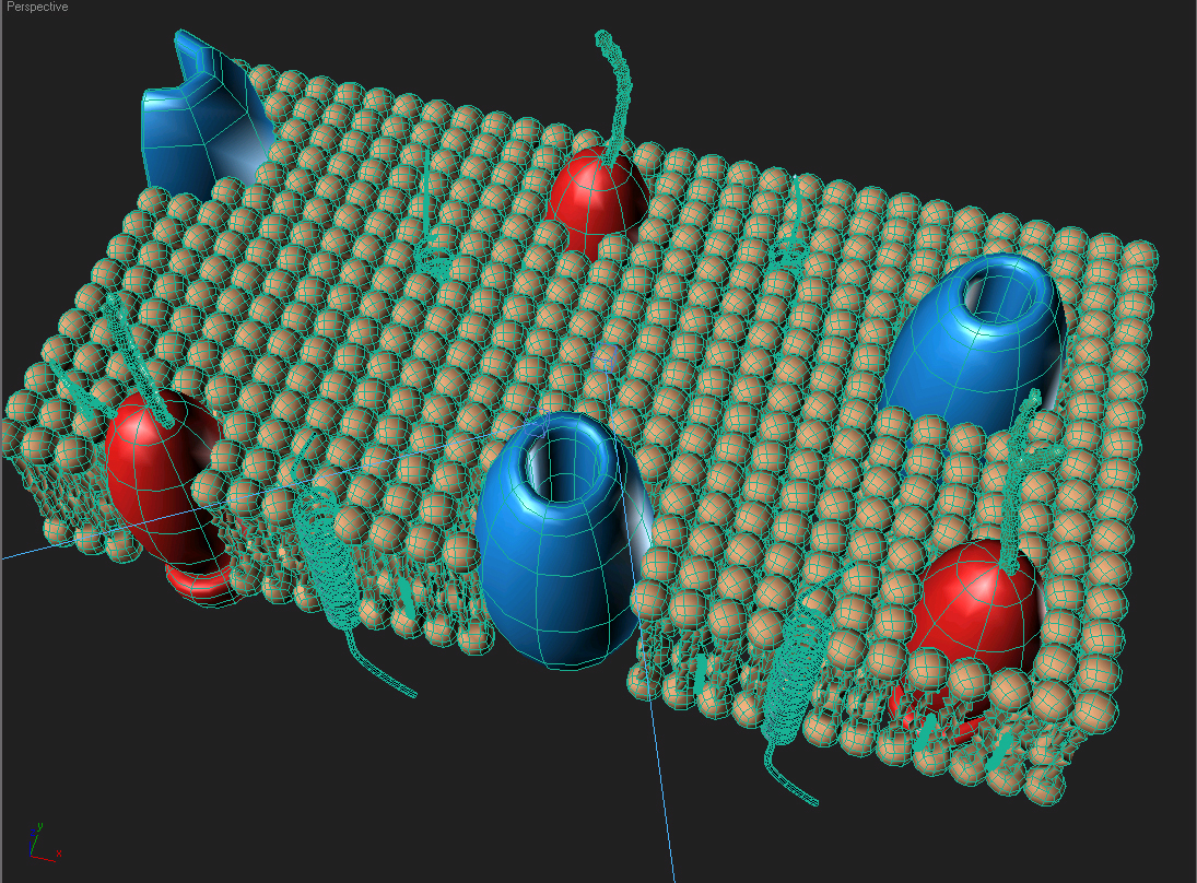 3d model cell membrane
