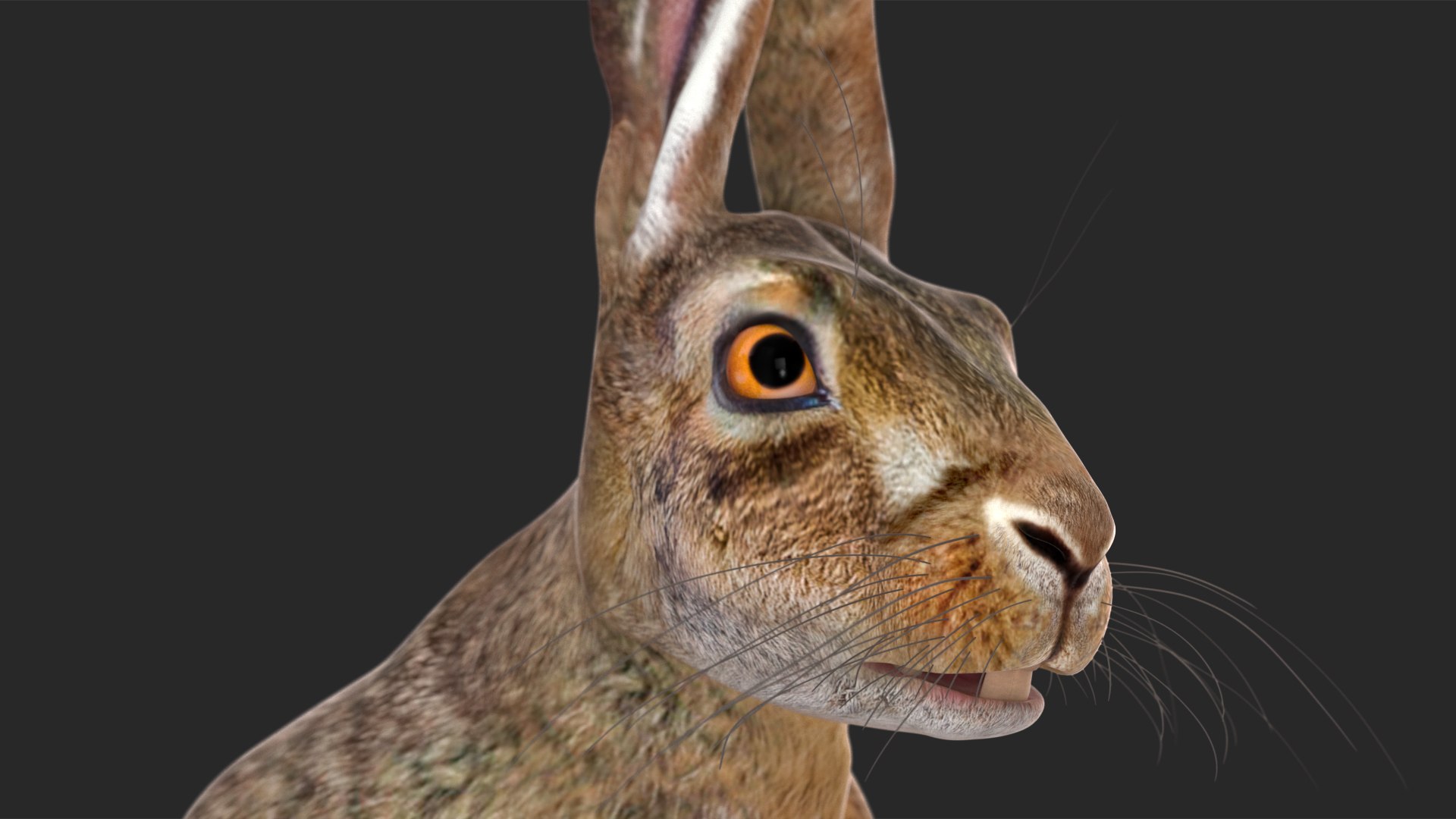 Hare Animated Rigged 3D Model - TurboSquid 2253069