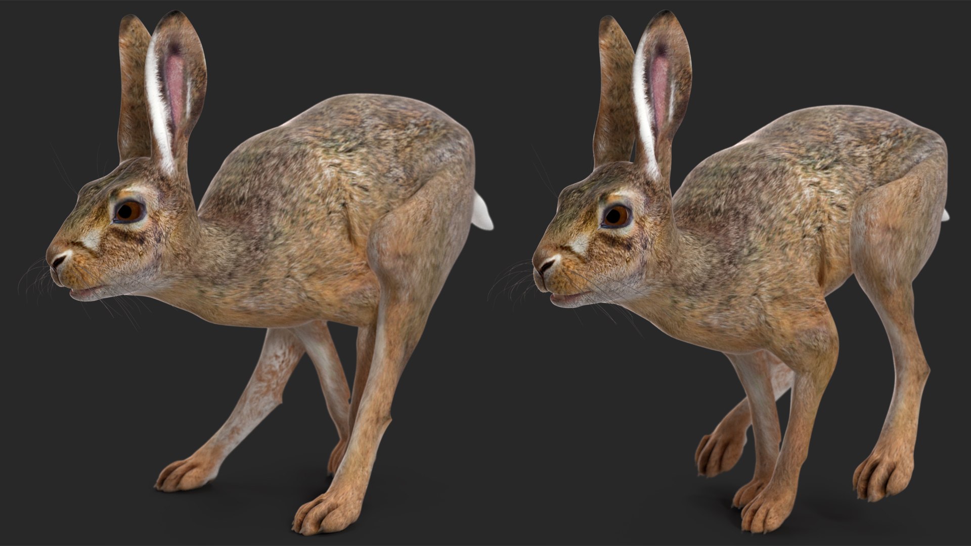 Hare Animated Rigged 3D Model - TurboSquid 2253069