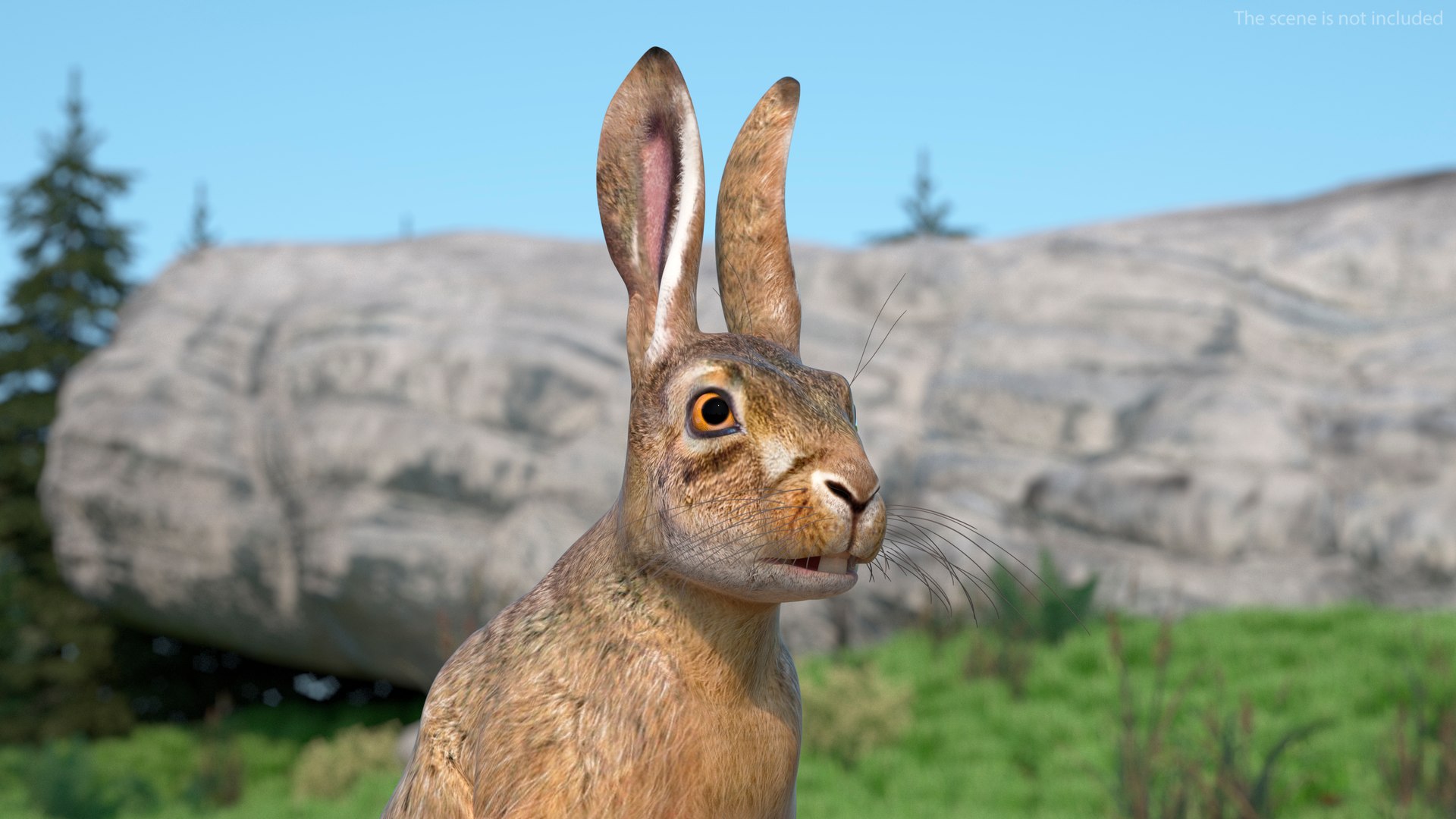 Hare Animated Rigged 3D Model - TurboSquid 2253069