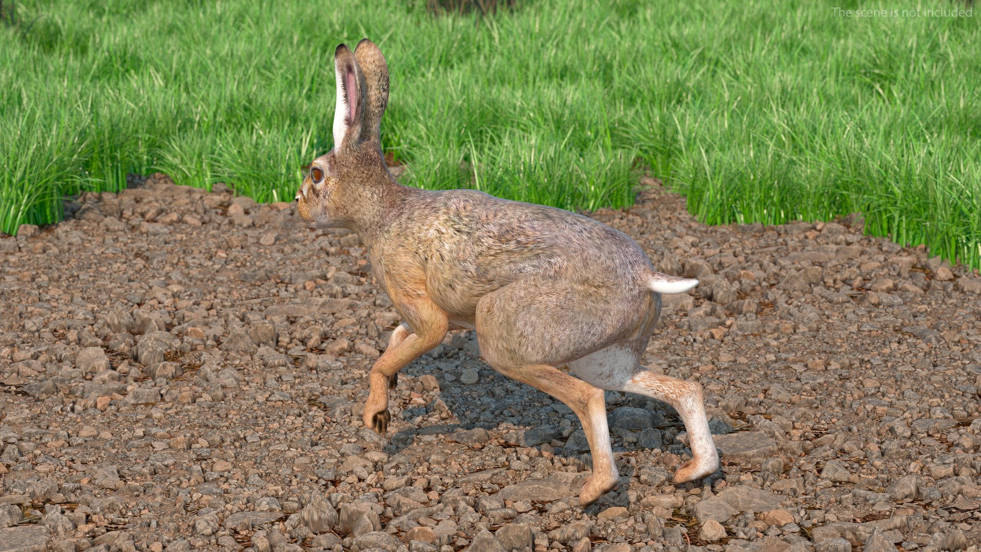 Hare Animated Rigged 3D Model - TurboSquid 2253069
