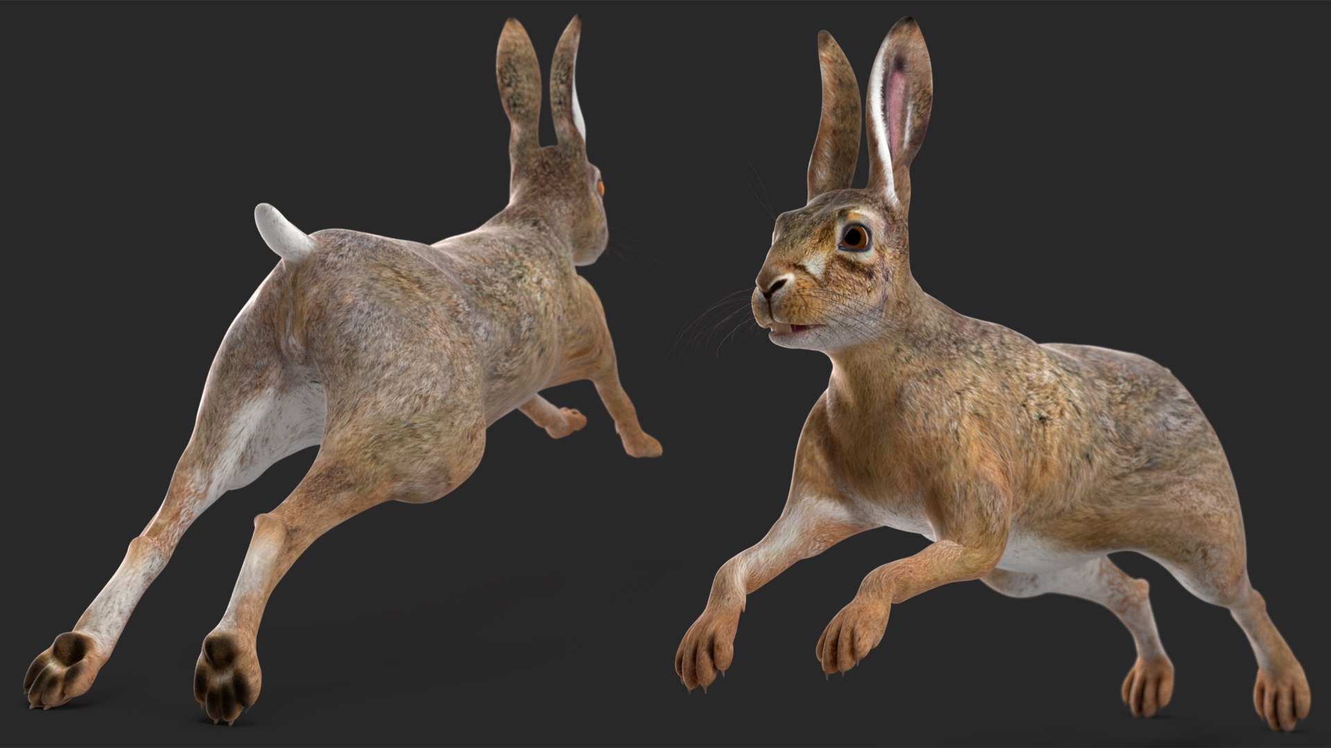 Hare Animated Rigged 3D Model - TurboSquid 2253069