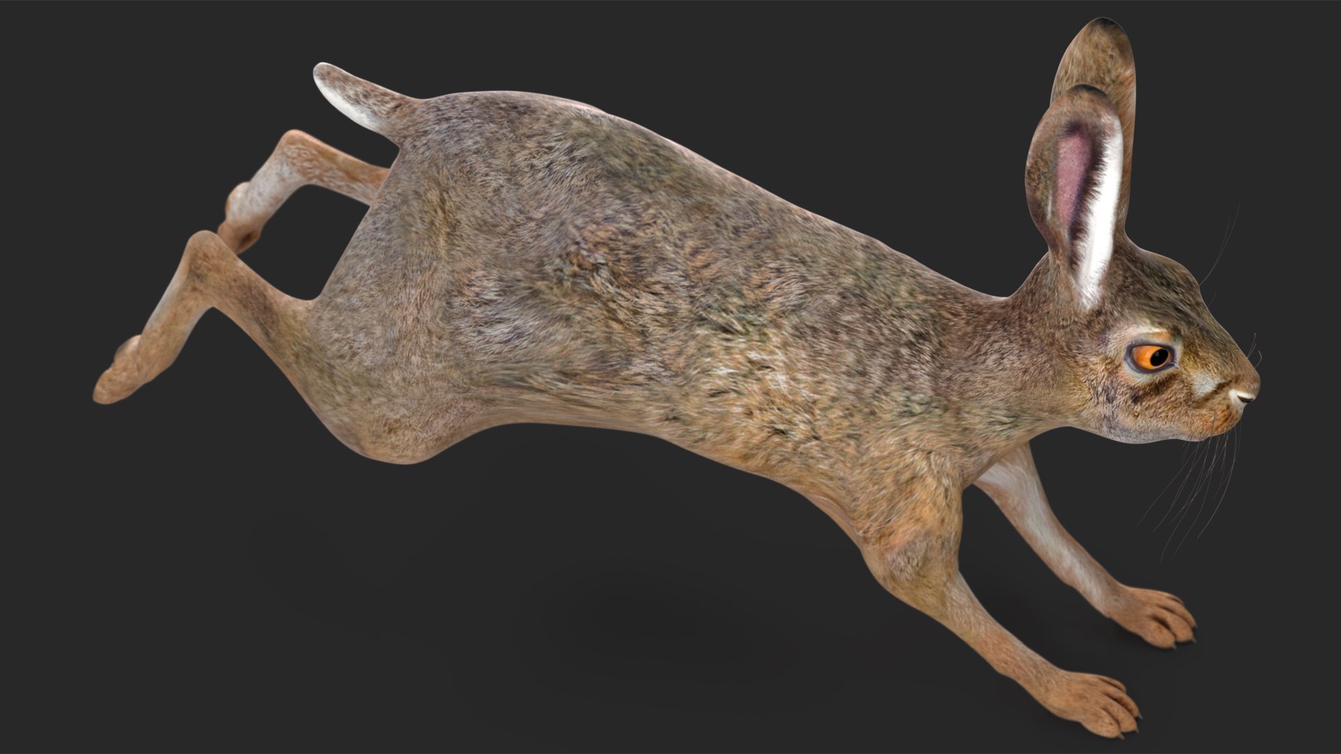 Hare Animated Rigged 3D Model - TurboSquid 2253069