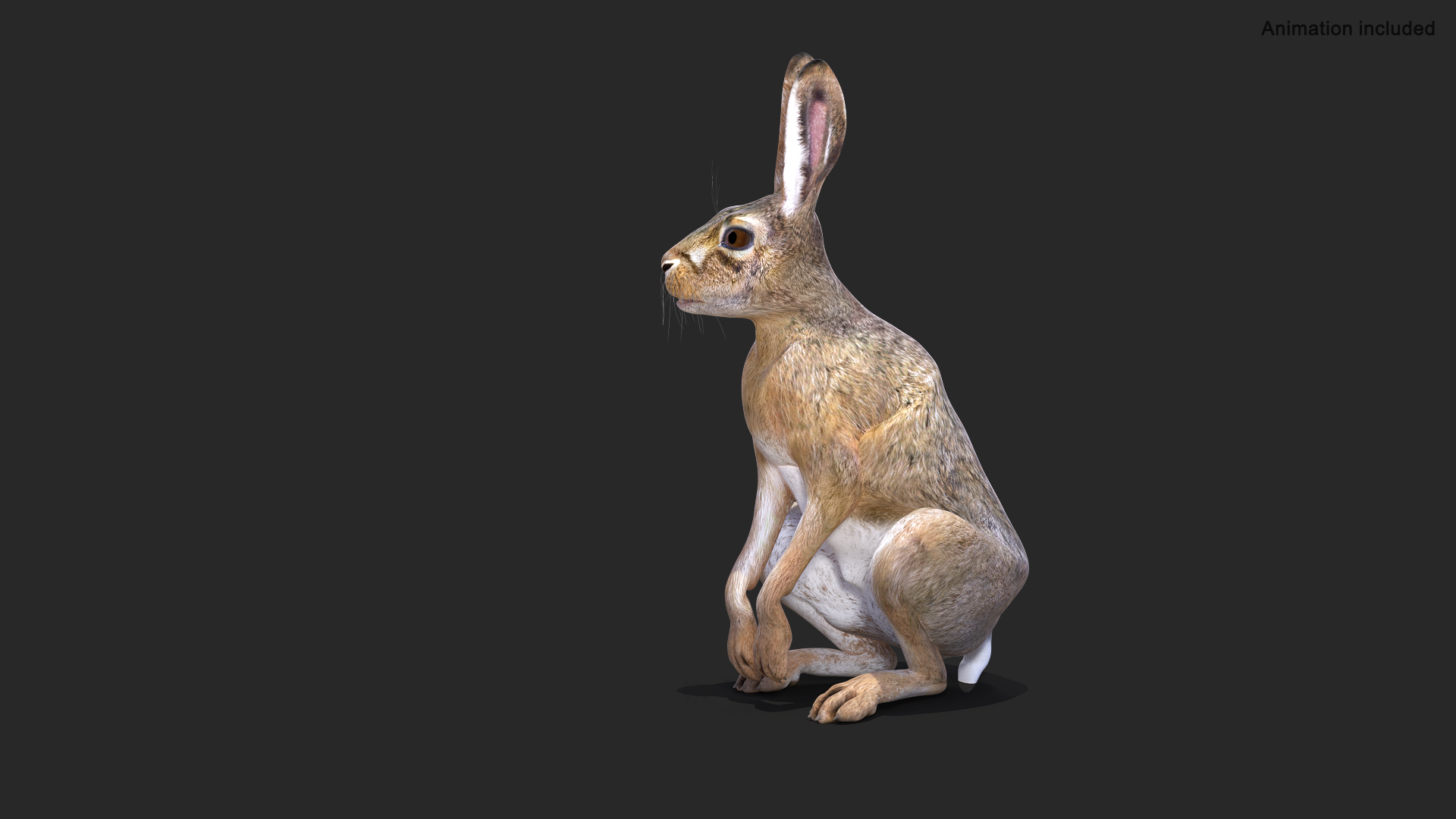 Hare Animated Rigged 3D Model - TurboSquid 2253069