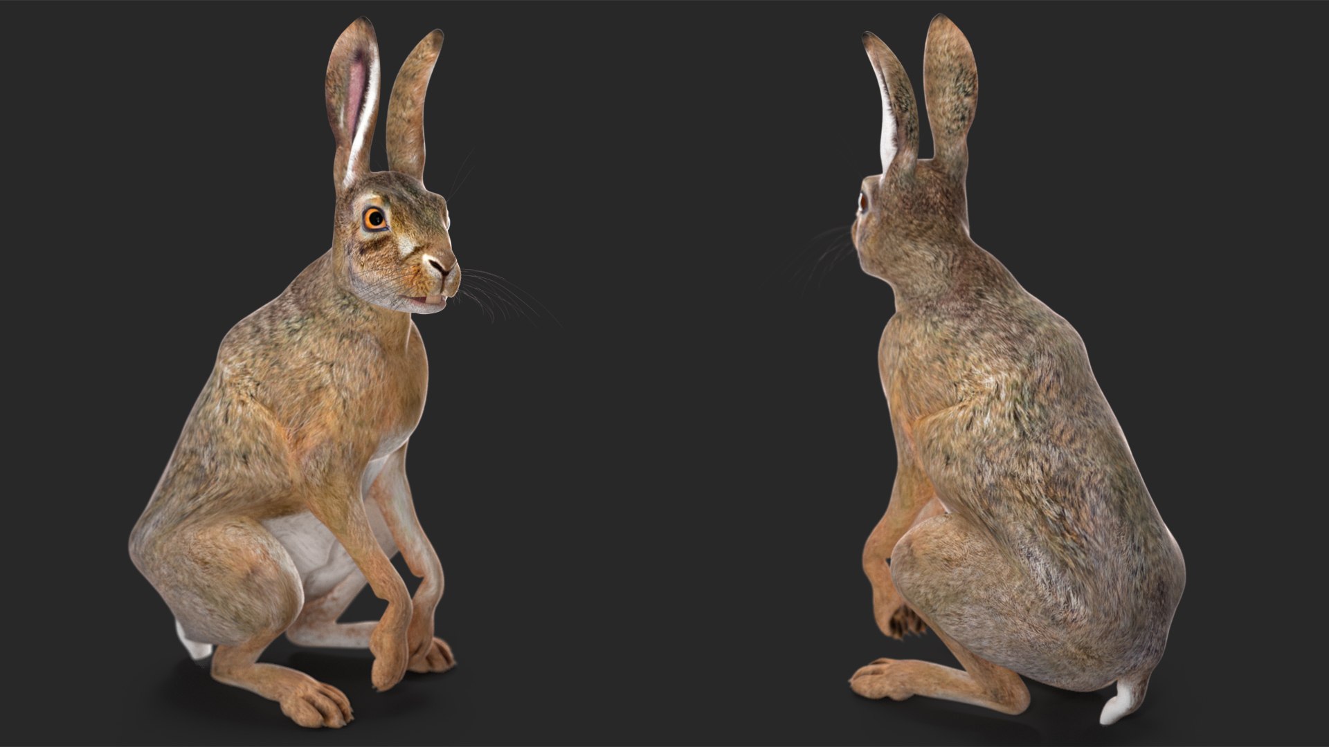 Hare Animated Rigged 3D Model - TurboSquid 2253069