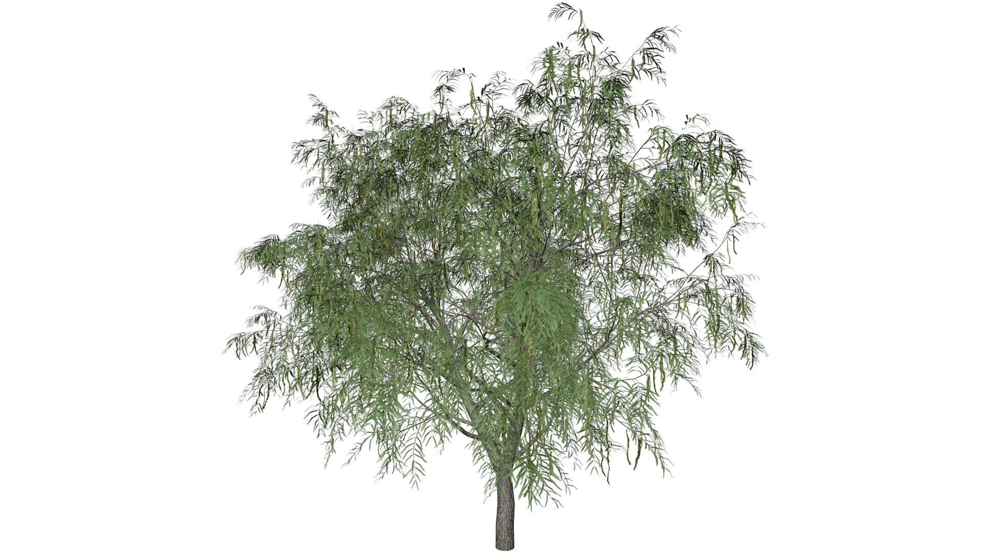 3D Honey Mesquite Tree - 01 - Model - TurboSquid 2376202