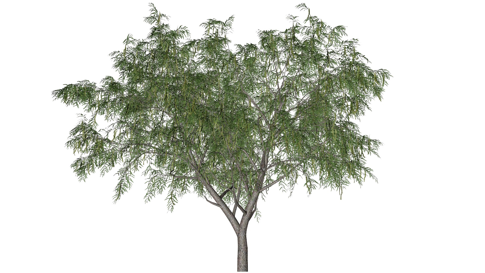3D Honey Mesquite Tree - 01 - Model - TurboSquid 2376202