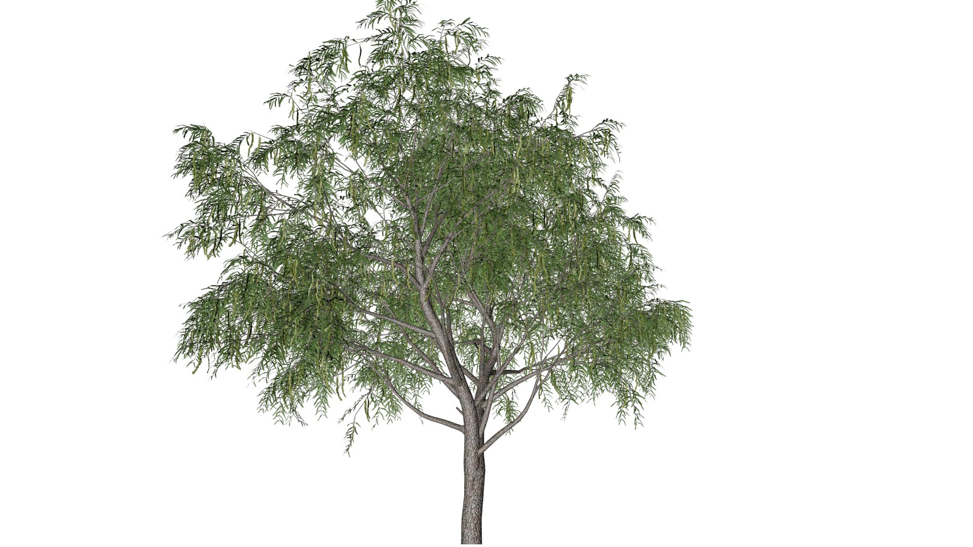 3D Honey Mesquite Tree - 01 - Model - TurboSquid 2376202
