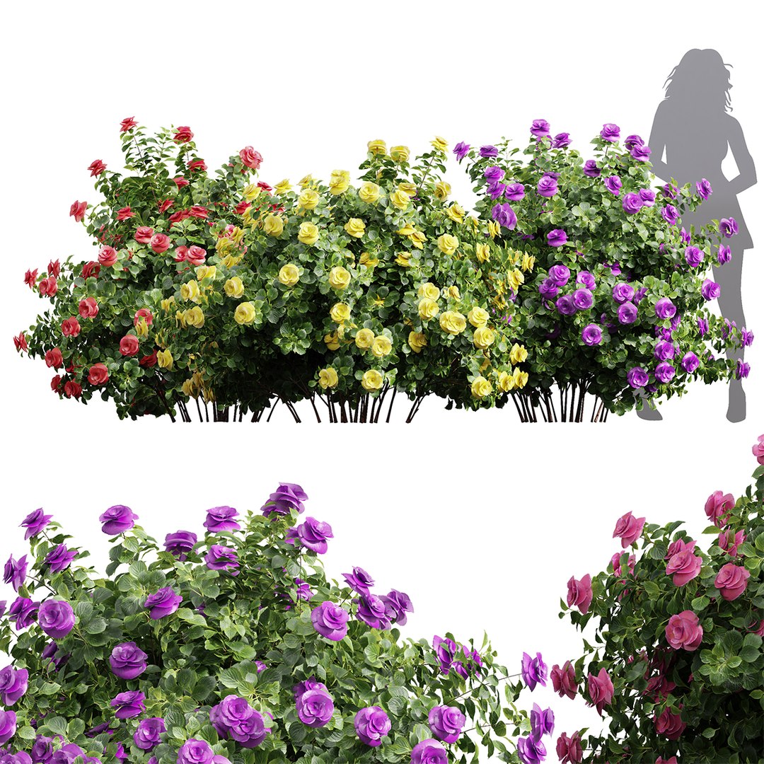 3D New Plant High Detail Climbing Roses Bush Model - TurboSquid 2236809