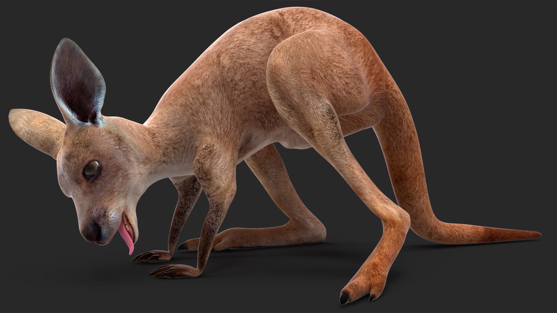 3D Baby Kangaroo Rigged - TurboSquid 2248592