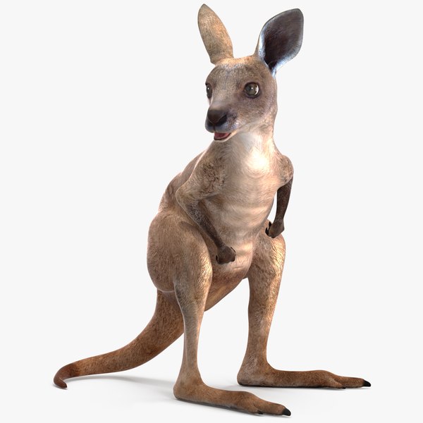 Kangaroo 3D Models for Download | TurboSquid