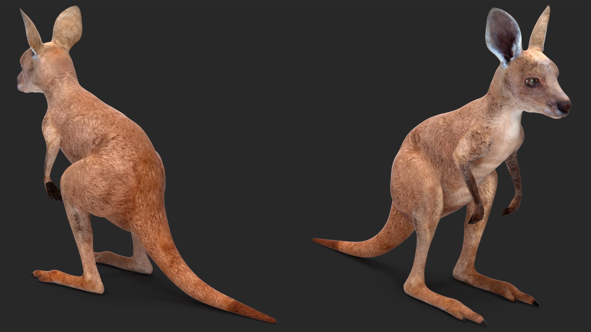 3D Baby Kangaroo Rigged - TurboSquid 2248592