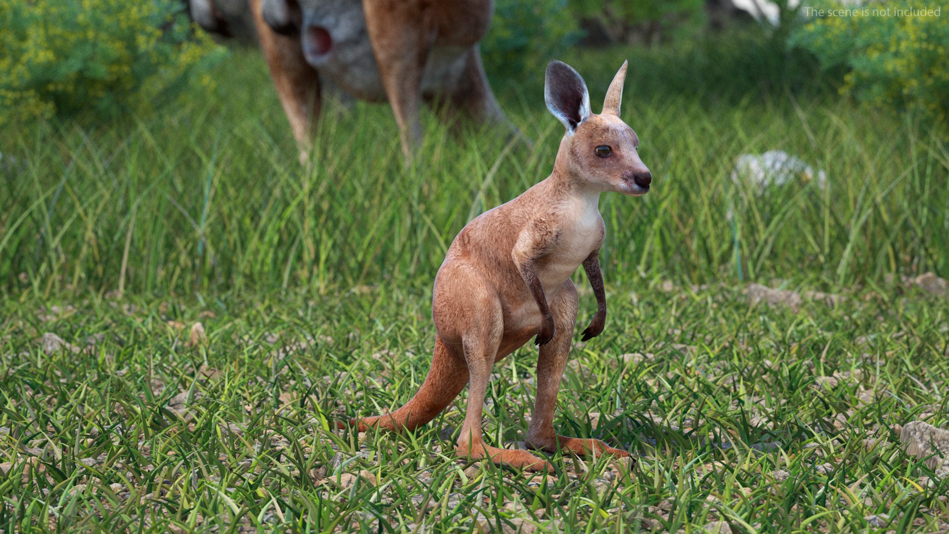 3D Baby Kangaroo Rigged - TurboSquid 2248592