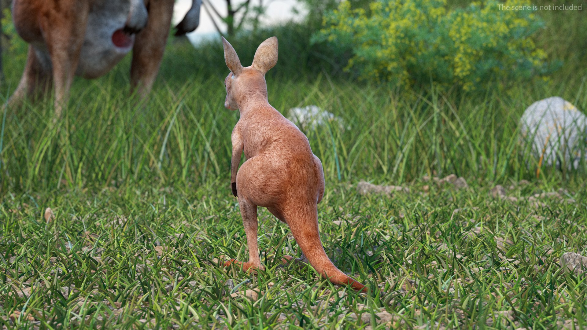 3D Baby Kangaroo Rigged - TurboSquid 2248592