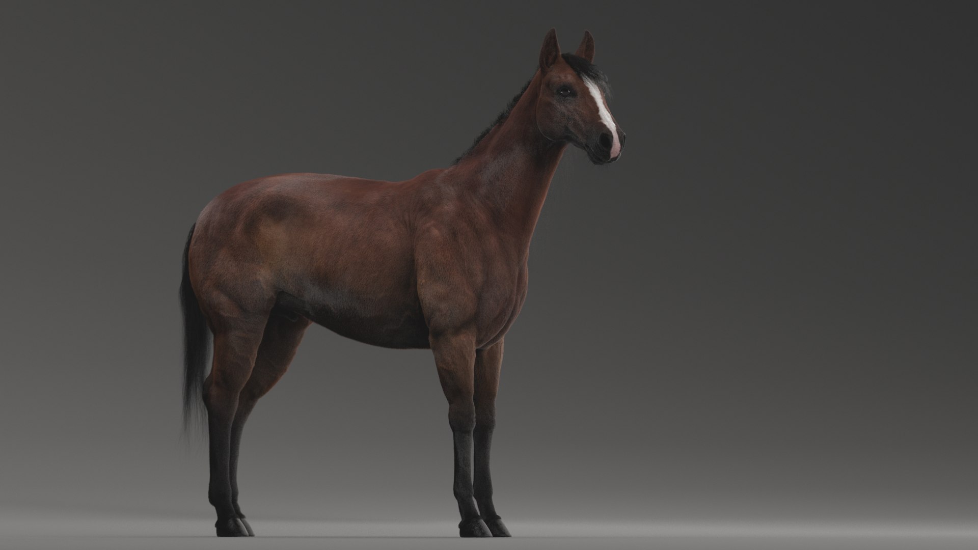 3D Horse ANIMATED - TurboSquid 1870202