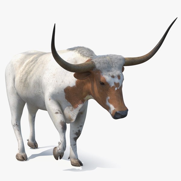 Free 3D Bull Models | TurboSquid