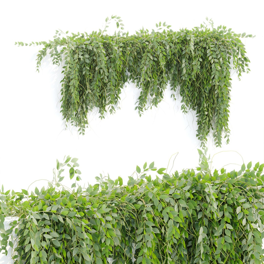 3D Creeper Hanging wall plants collection - TurboSquid 2060978