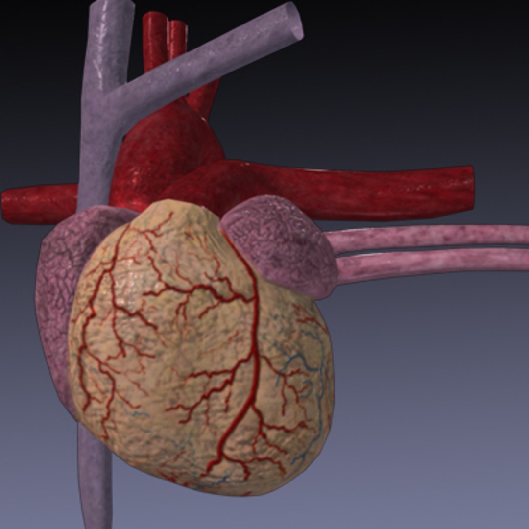 Human Heart Obj