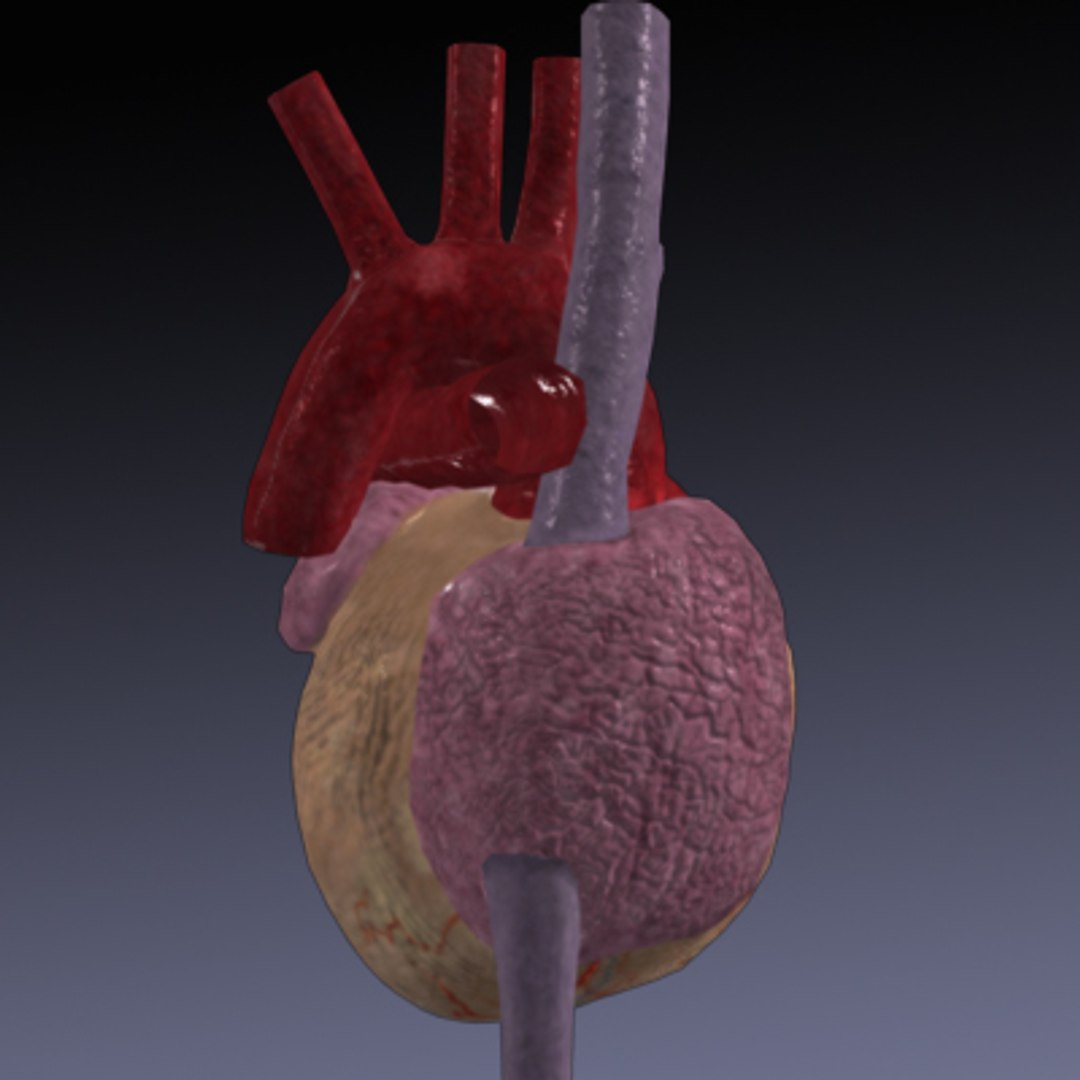 Human Heart Obj