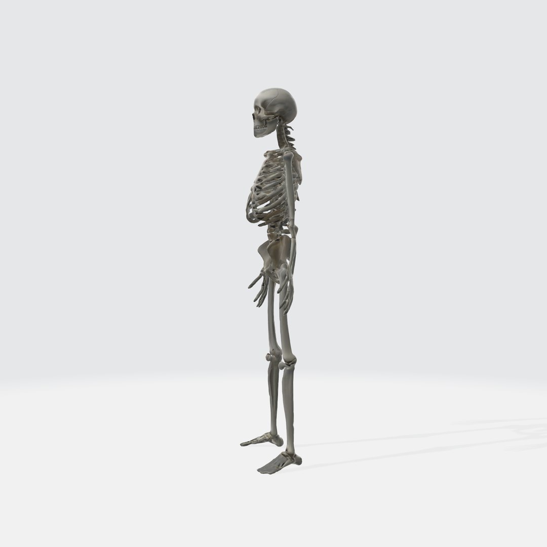 3D A Full-body Skeleton - TurboSquid 2262647