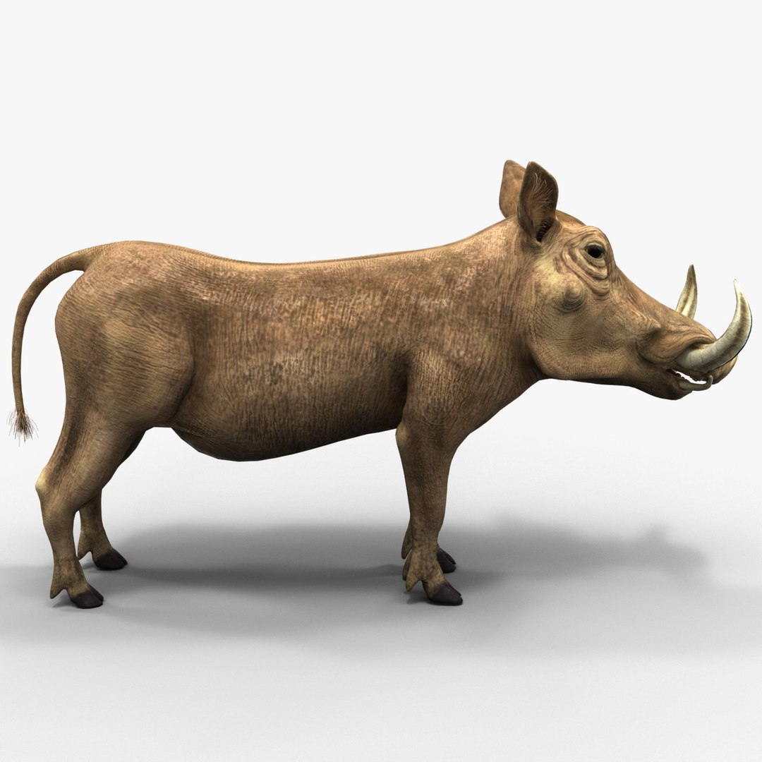 3d common warthog model
