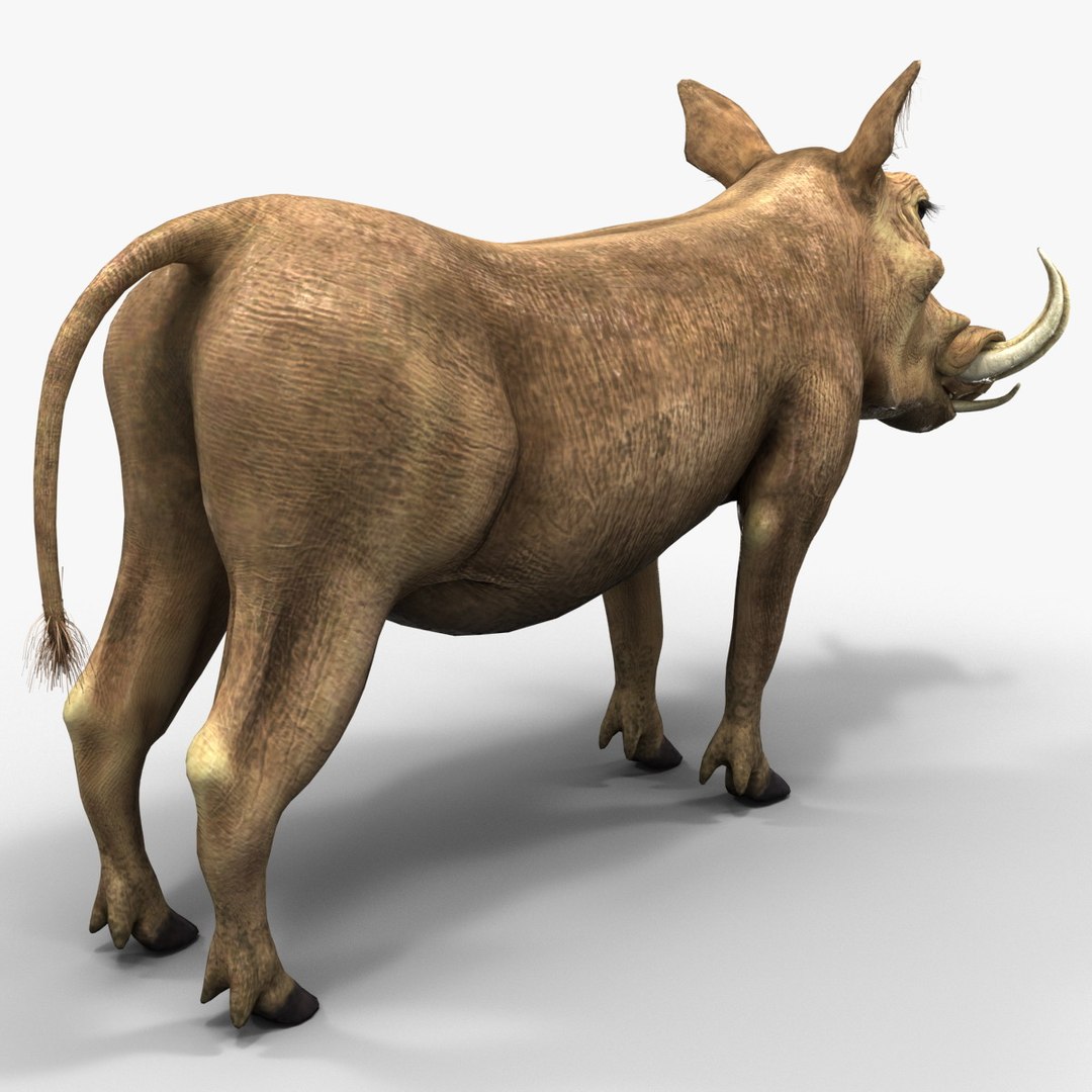 3d Common Warthog Model