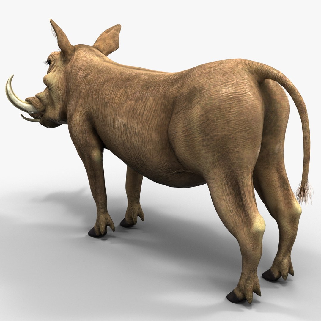 3d Common Warthog Model
