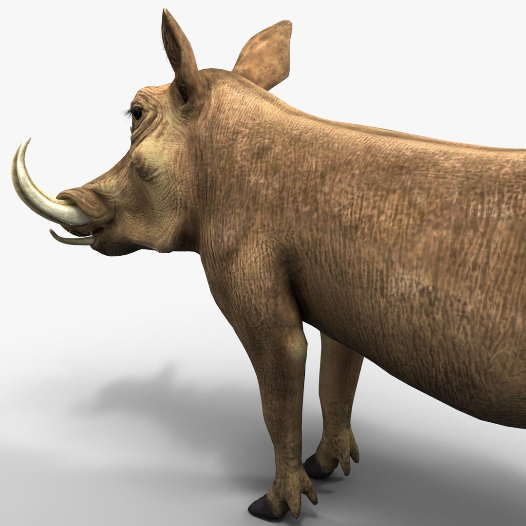 3d Common Warthog Model