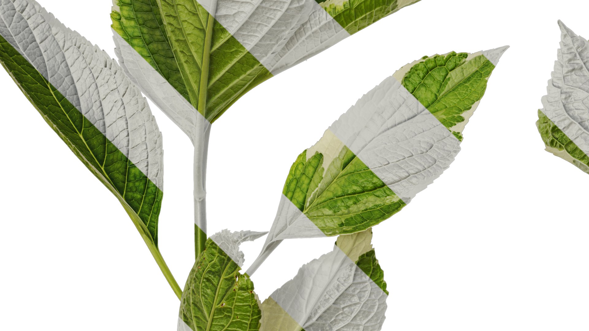 3D Anydrafts Hydrangea Macrophylla Maculata Atlas 01 Textures ...