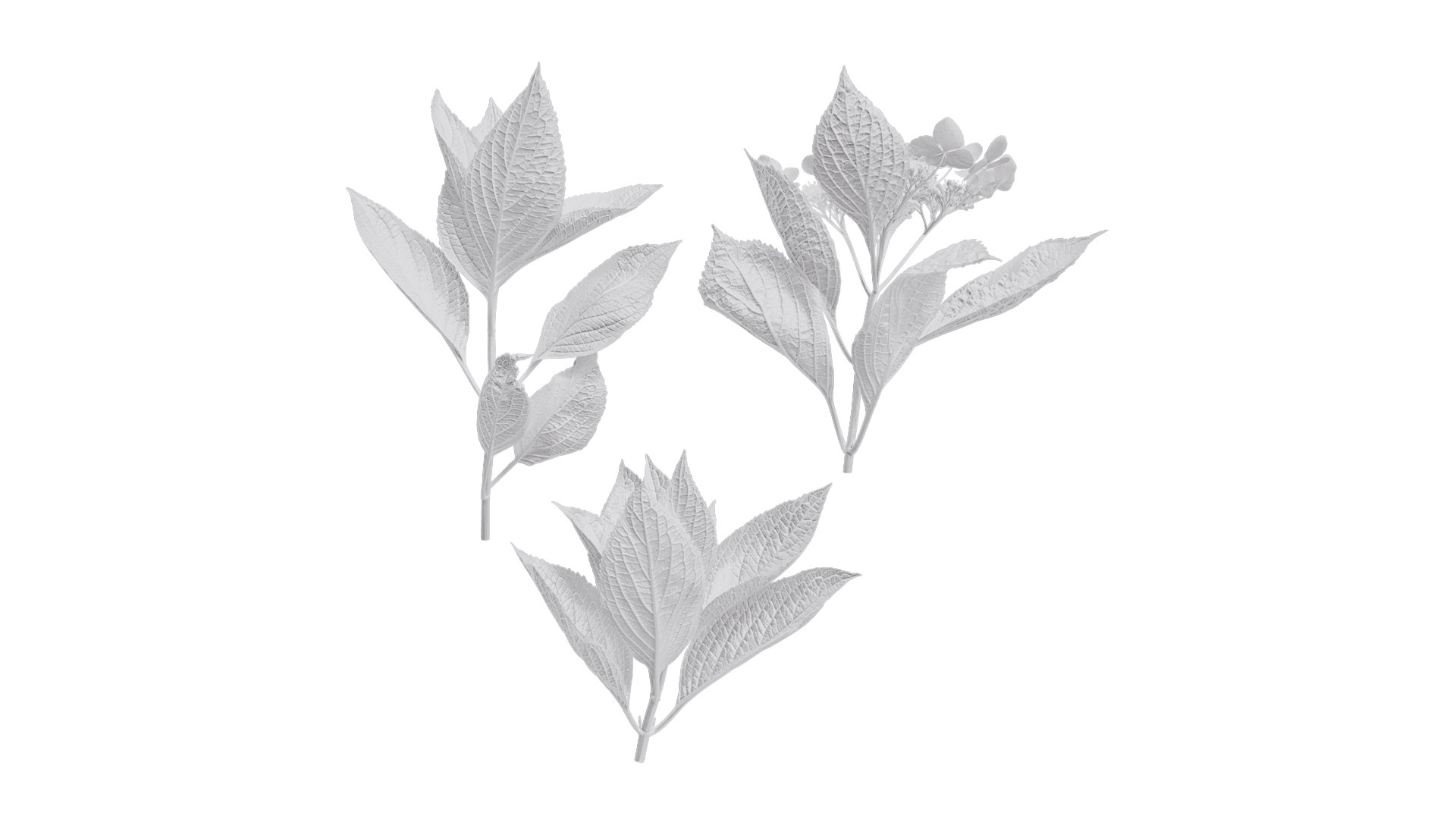 3D Anydrafts Hydrangea Macrophylla Maculata Atlas 01 Textures ...