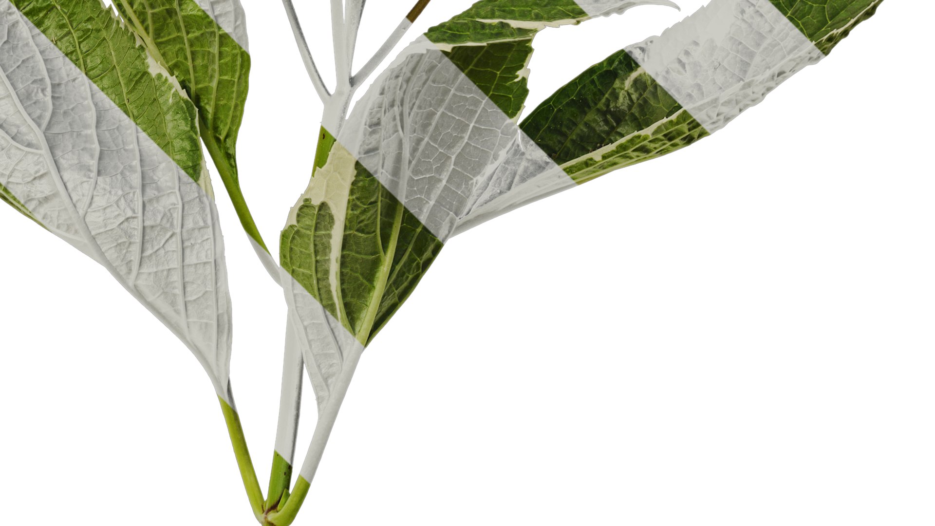 3D Anydrafts Hydrangea Macrophylla Maculata Atlas 01 Textures ...