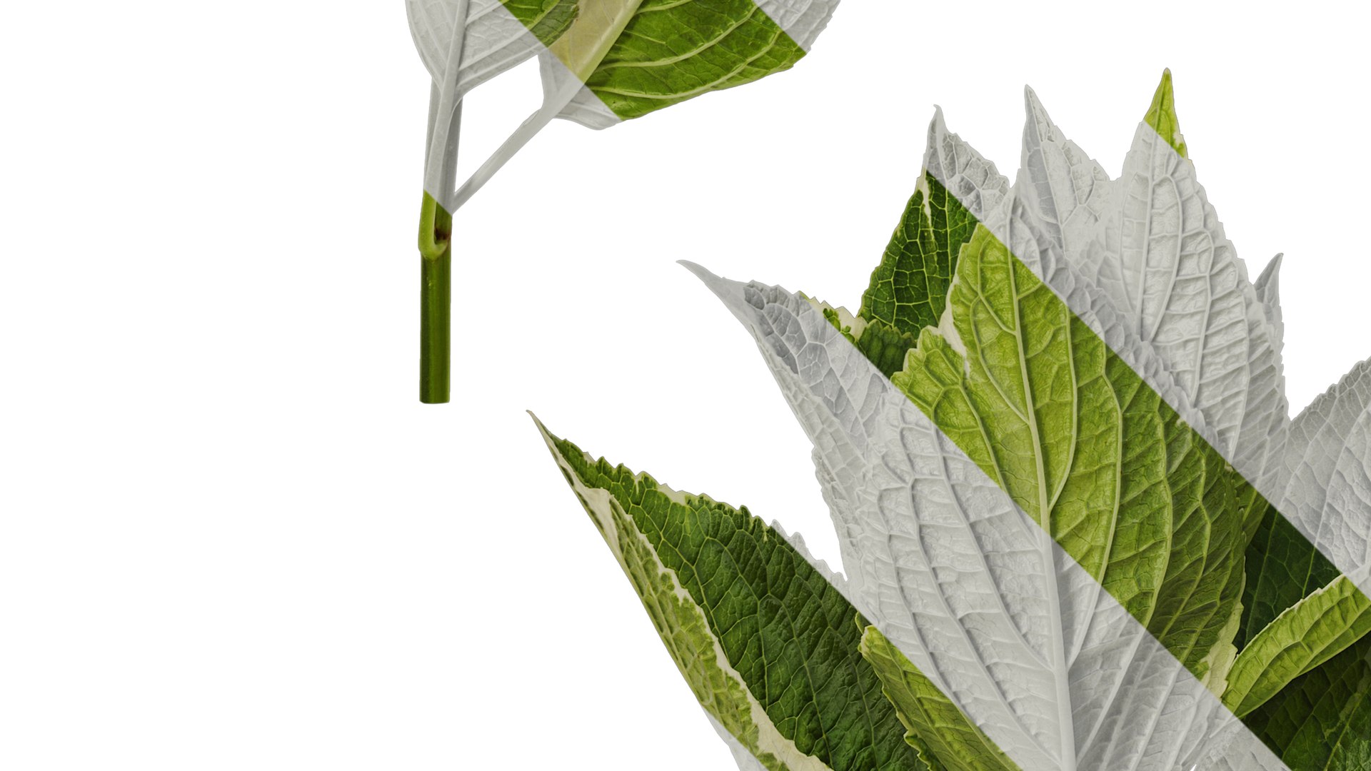 3D Anydrafts Hydrangea Macrophylla Maculata Atlas 01 Textures ...