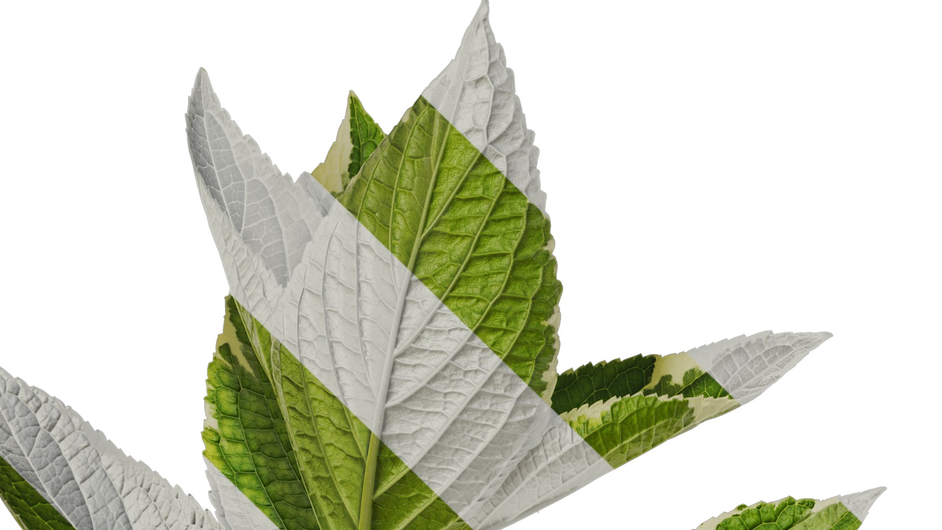 3D Anydrafts Hydrangea Macrophylla Maculata Atlas 01 Textures ...