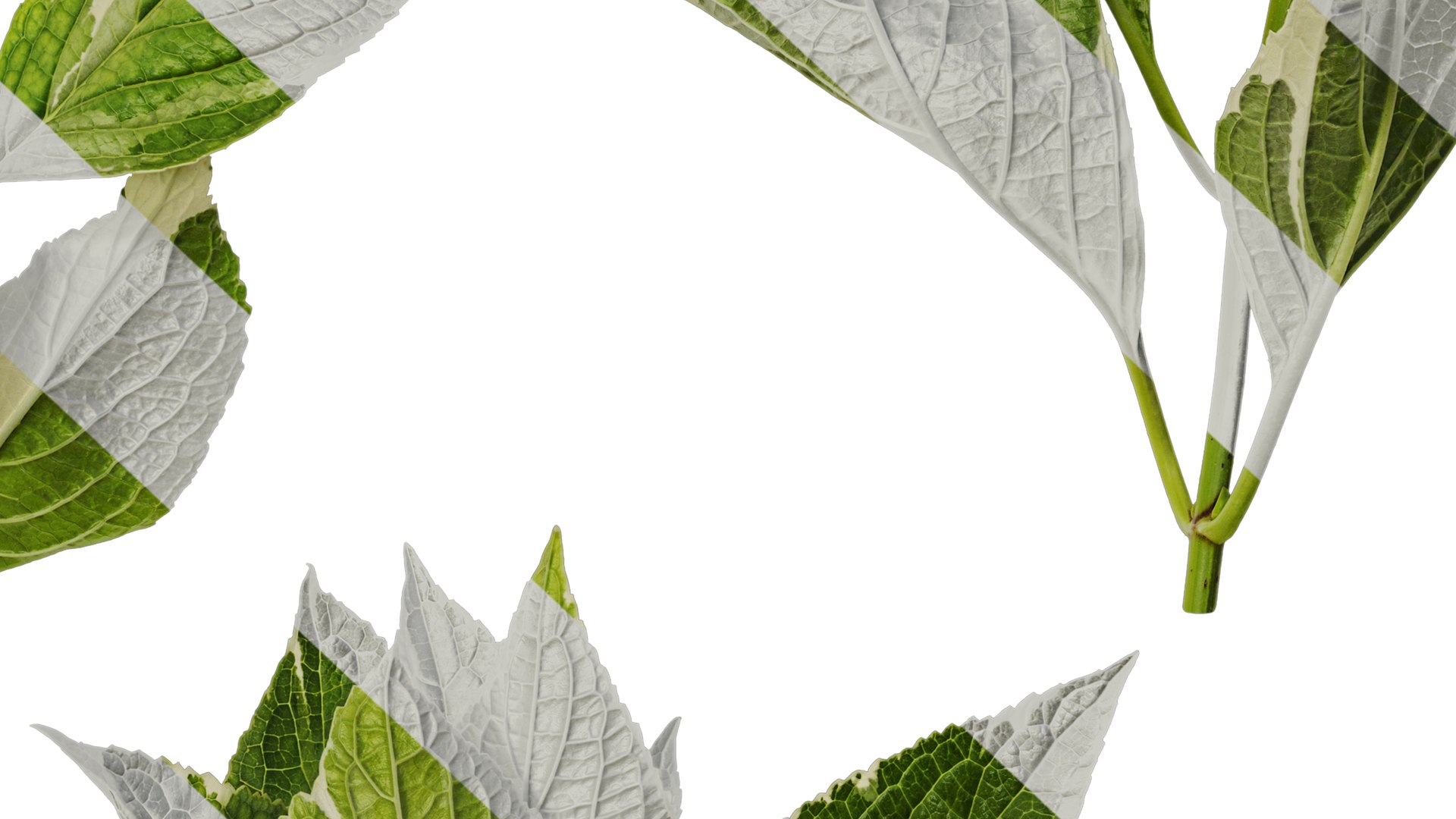 3D Anydrafts Hydrangea Macrophylla Maculata Atlas 01 Textures ...