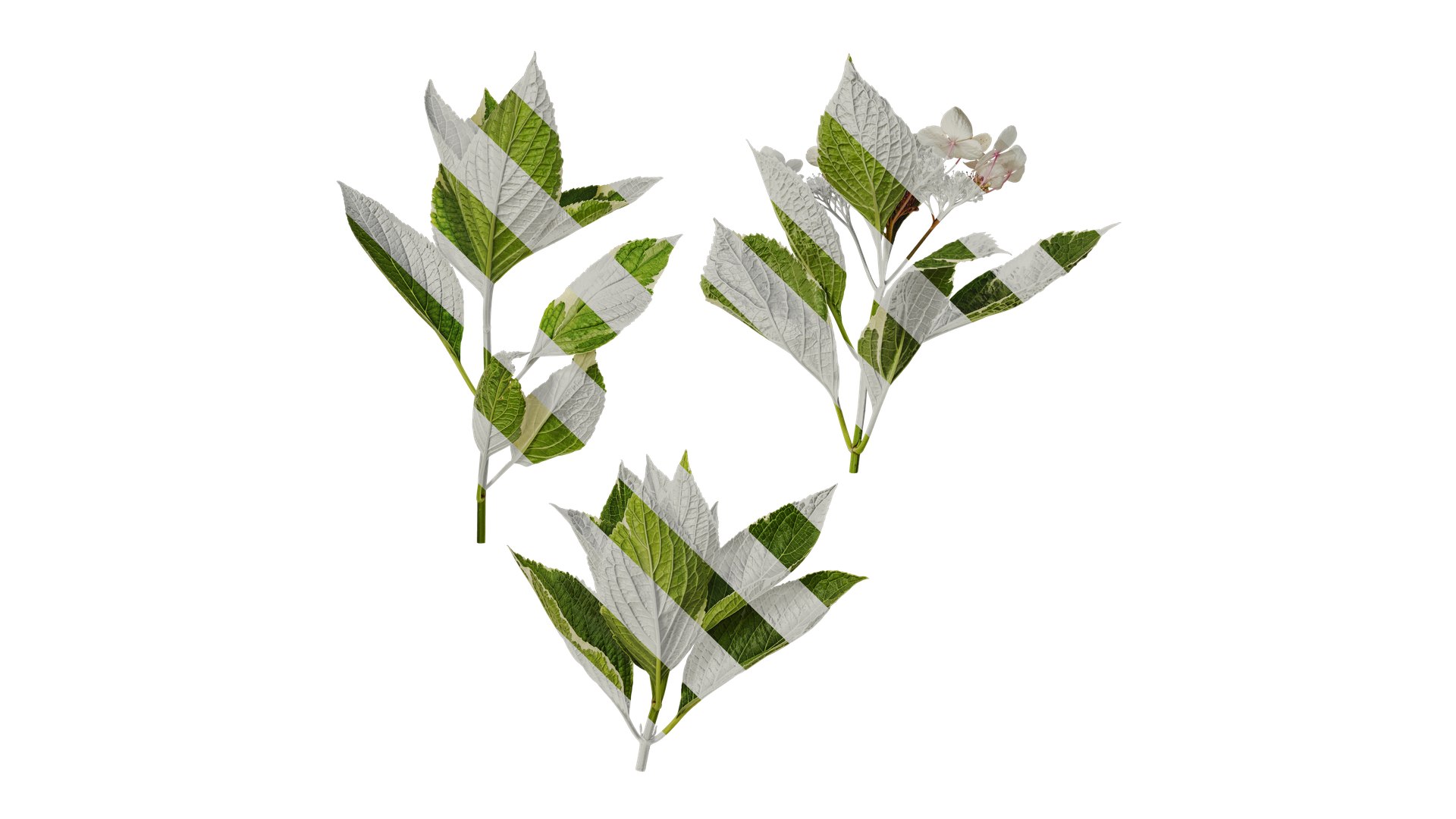 3D Anydrafts Hydrangea Macrophylla Maculata Atlas 01 Textures ...