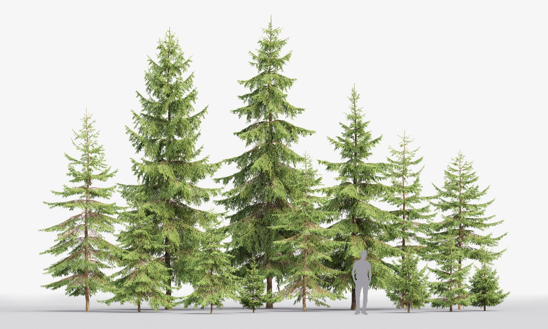 Forest Spruce Trees 3D Model - TurboSquid 1376471