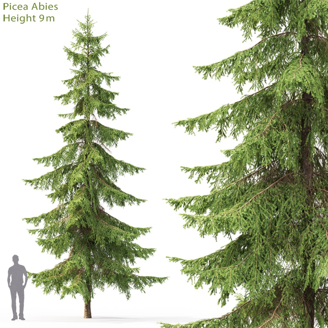 Forest Spruce Trees 3D Model - TurboSquid 1376471