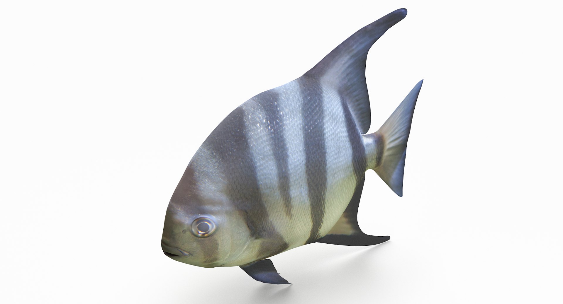 3D Spadefish Pbr - TurboSquid 1465348
